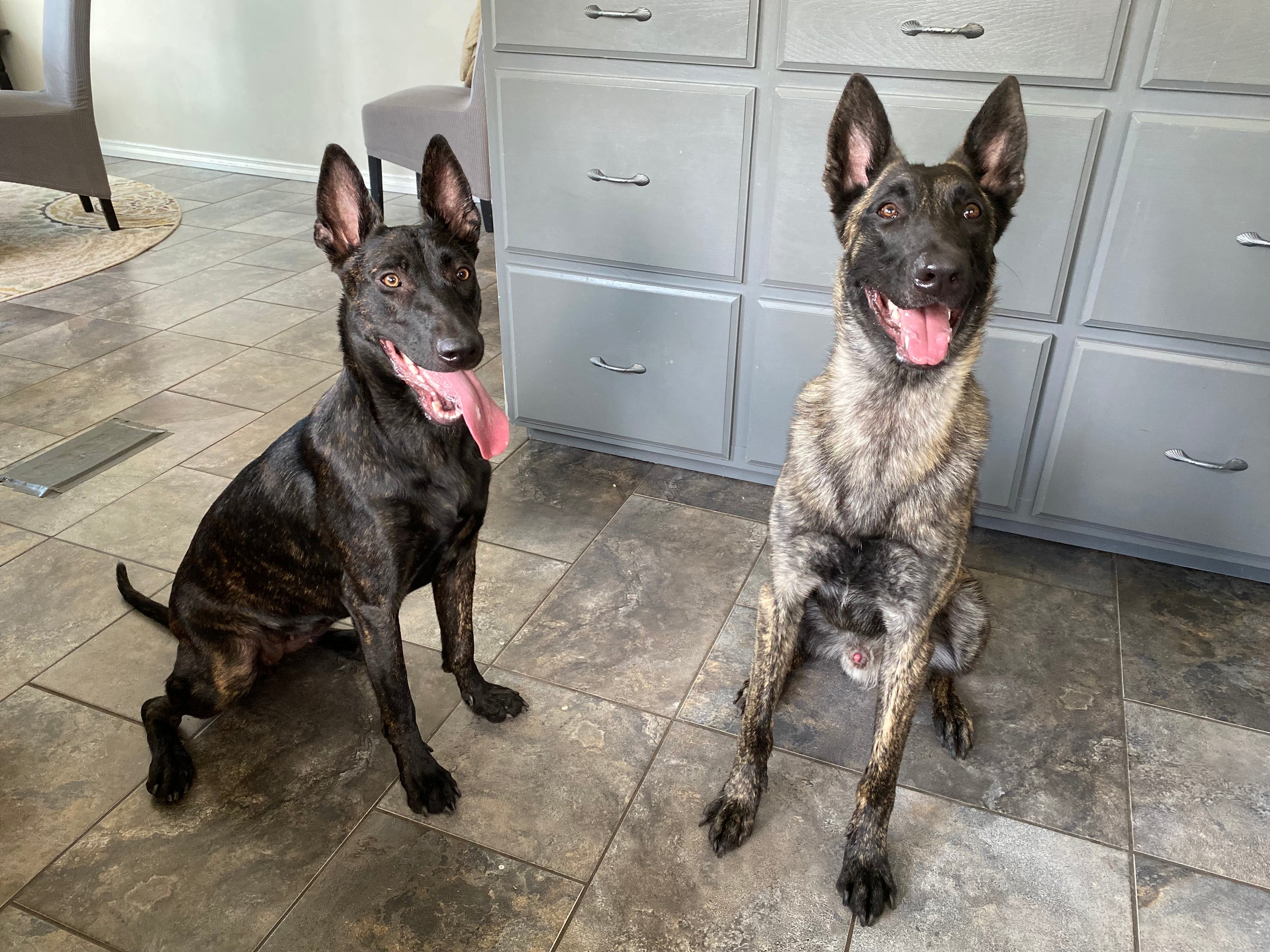 Working Line Dutch Shepherds – vomkeleran