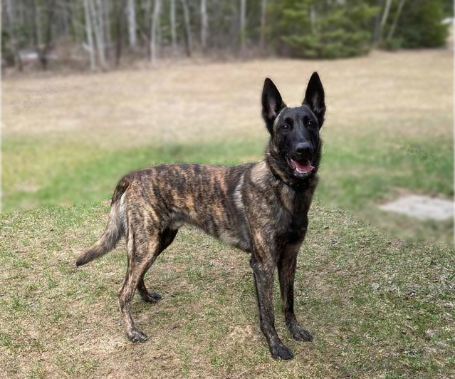 Working Line Dutch Shepherds – vomkeleran